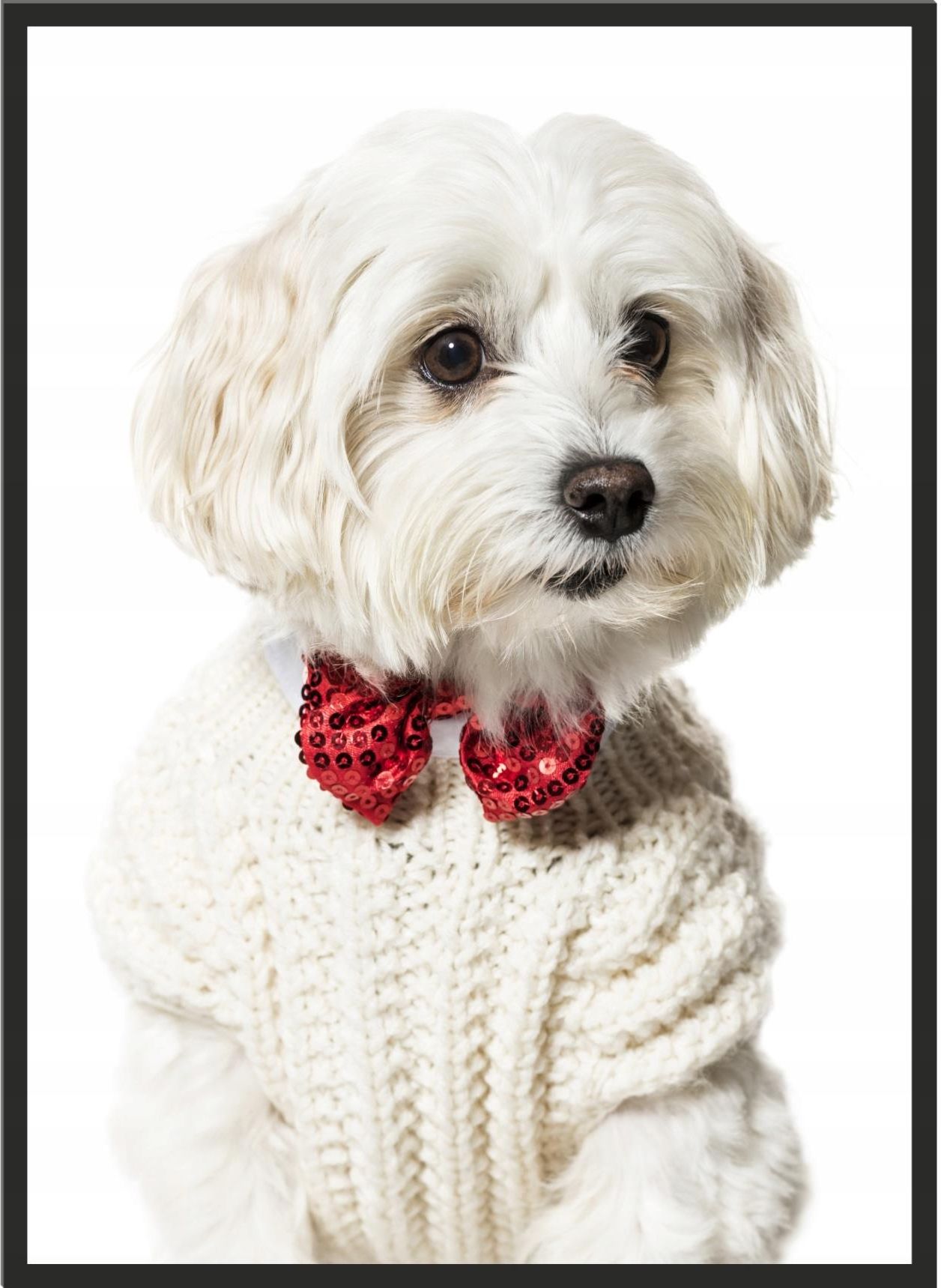 Eobraz Obraz plakat 40x30 pies piesek portret do sypialni - Opinie i ...