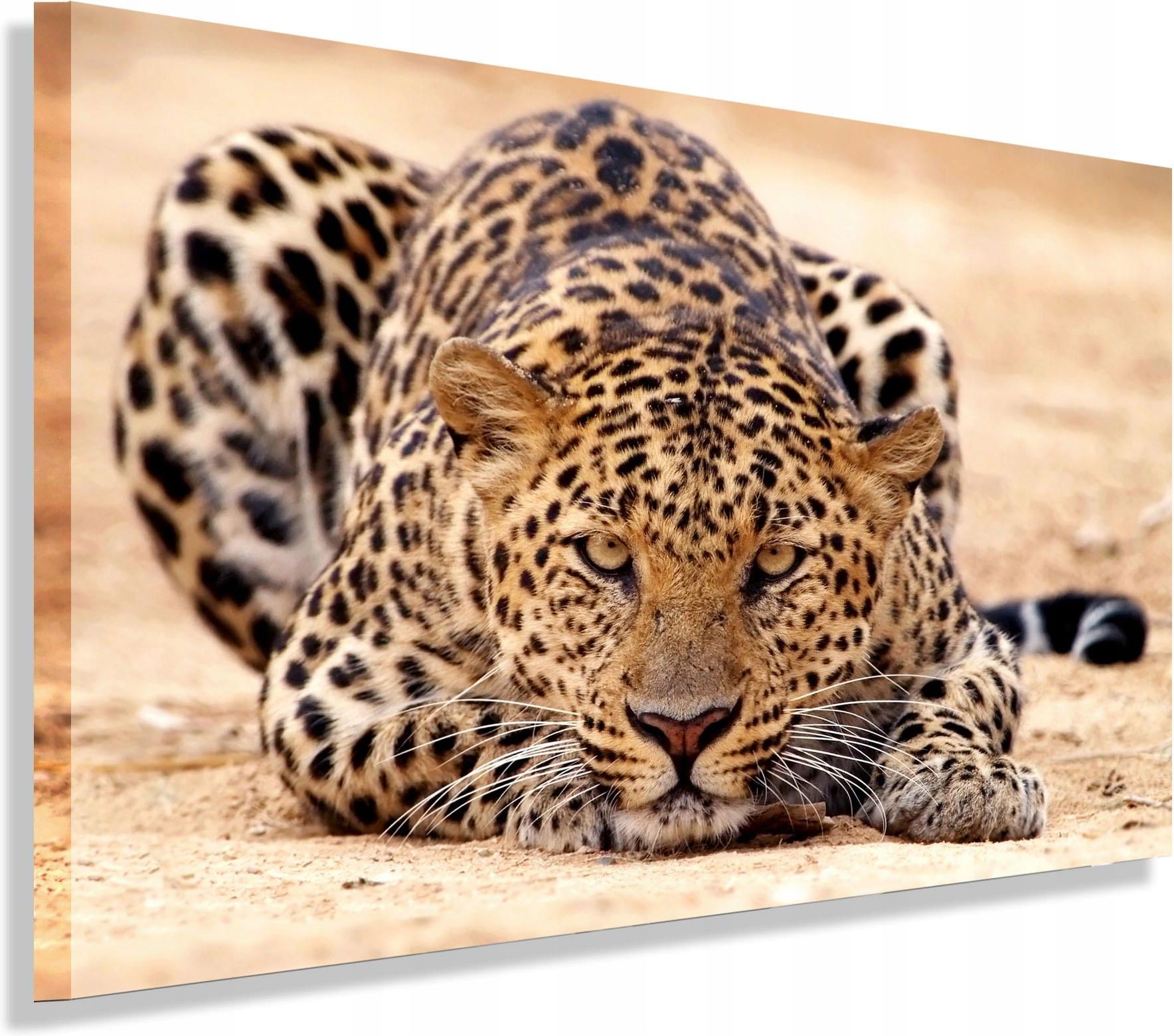 Decorator Obraz Lampart Afryka Obrazy Canvas 60x40 - Opinie i ...