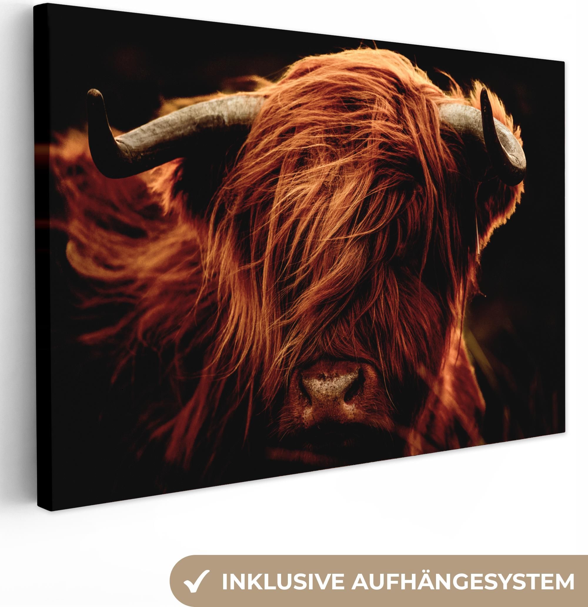 Muchowow Obraz Na Płótnie Szkocki Góral Krowa Rogi Portret Zwierzęta ...