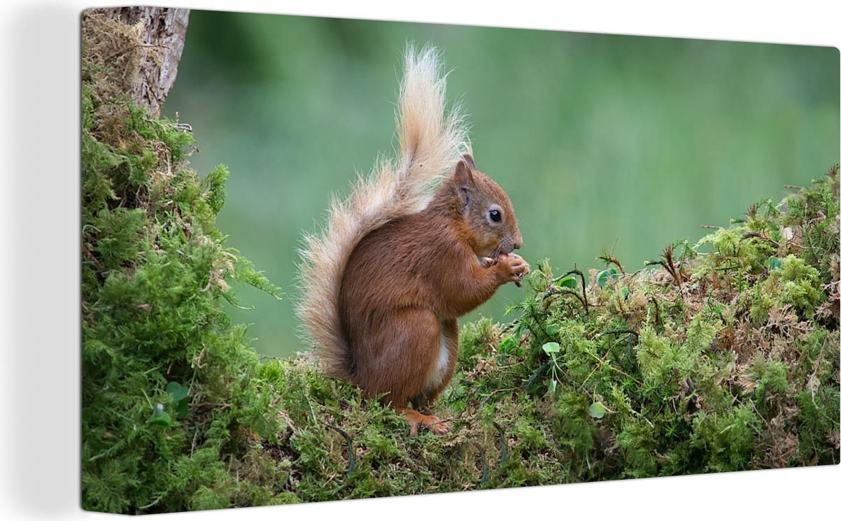 Muchowow Obraz Na Płótnie Wiewiórka Las Mech 80X40Cm (36782419 ...