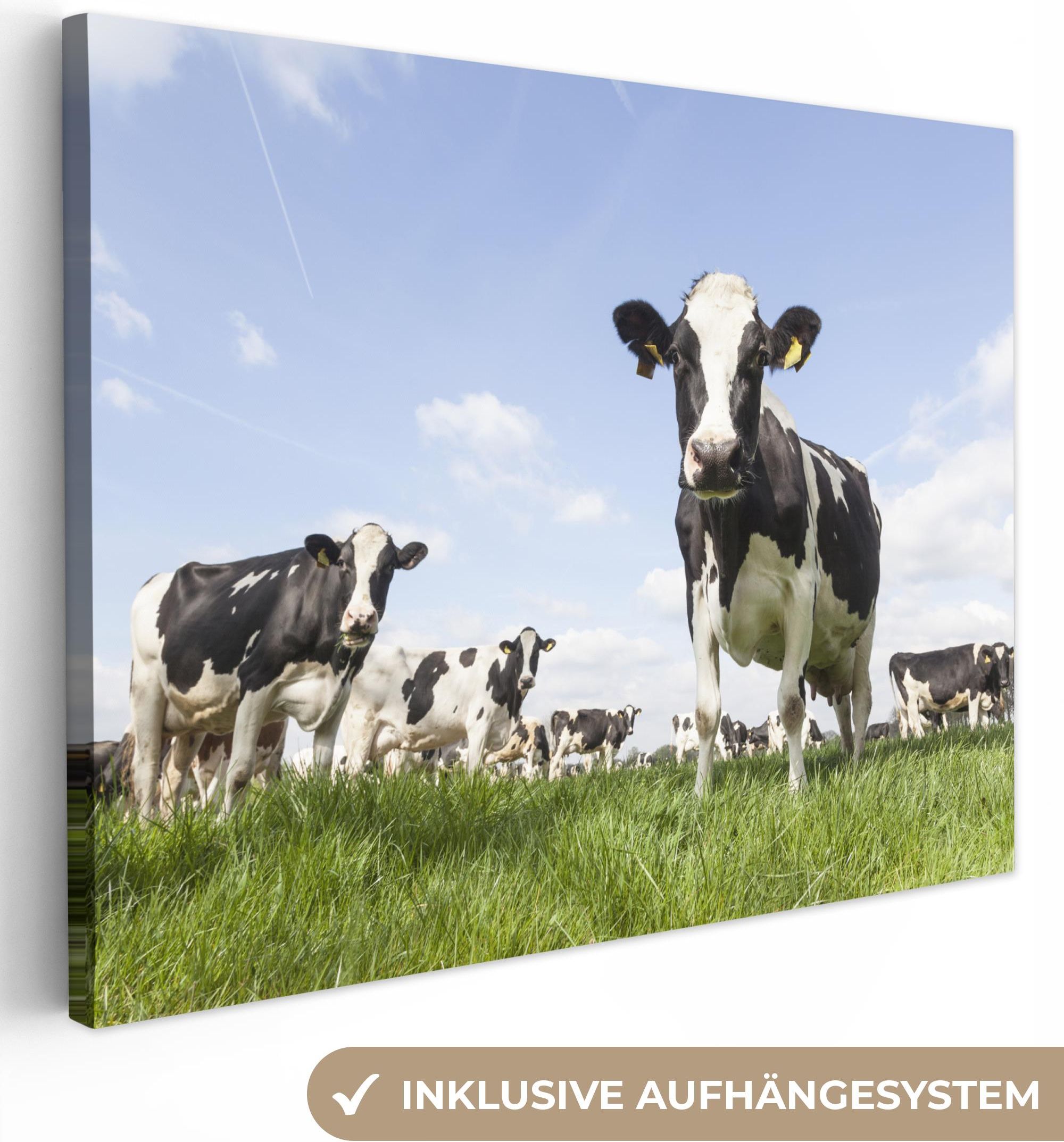 Muchowow Obraz Na Płótnie Krowy Trawa Zwierzęta Słońce Farma 40X30Cm ...