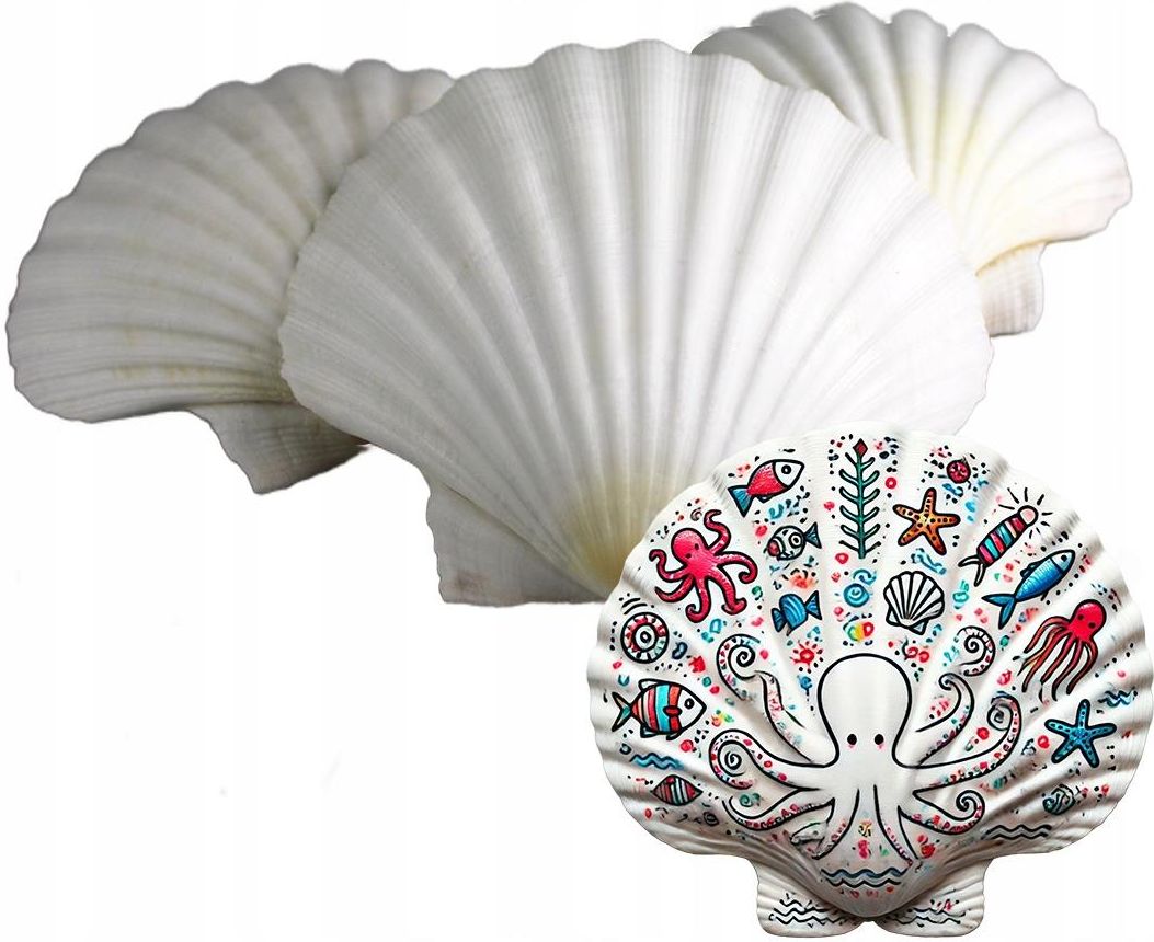 Muszla Do Malowania Piękna Duża Naturalna Muszla Pecten Maximus Biała ...