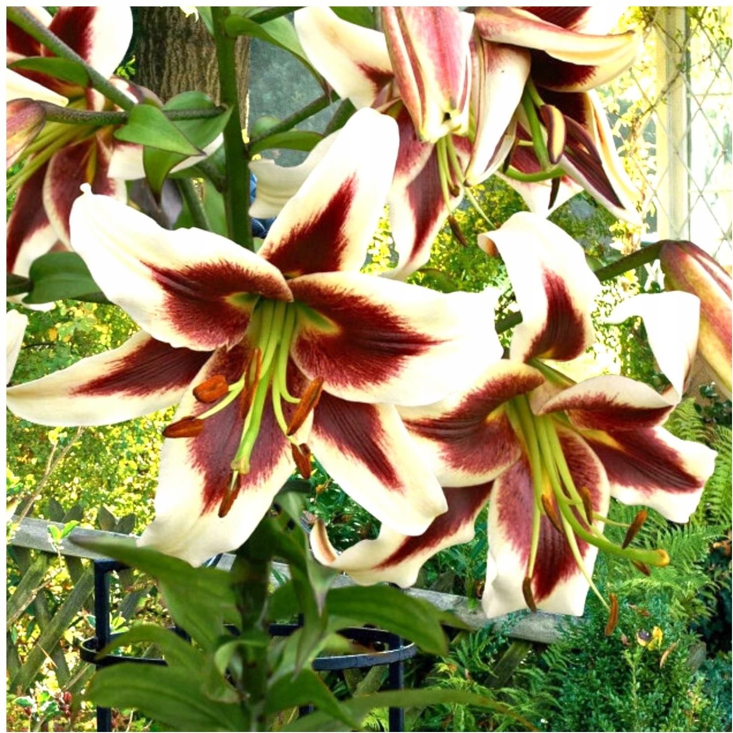 Coriander Lilia Drzewiasta Passion Moon Cebulki 3Szt. 1824973198 - Ceny ...