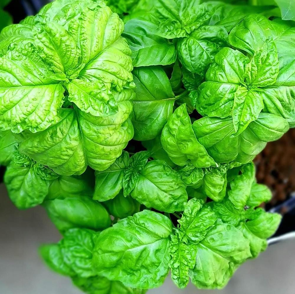 Nasiona Bazylia Wonna Sałatowa Aromatyczna 1G Plantico 424302 - Ceny i ...
