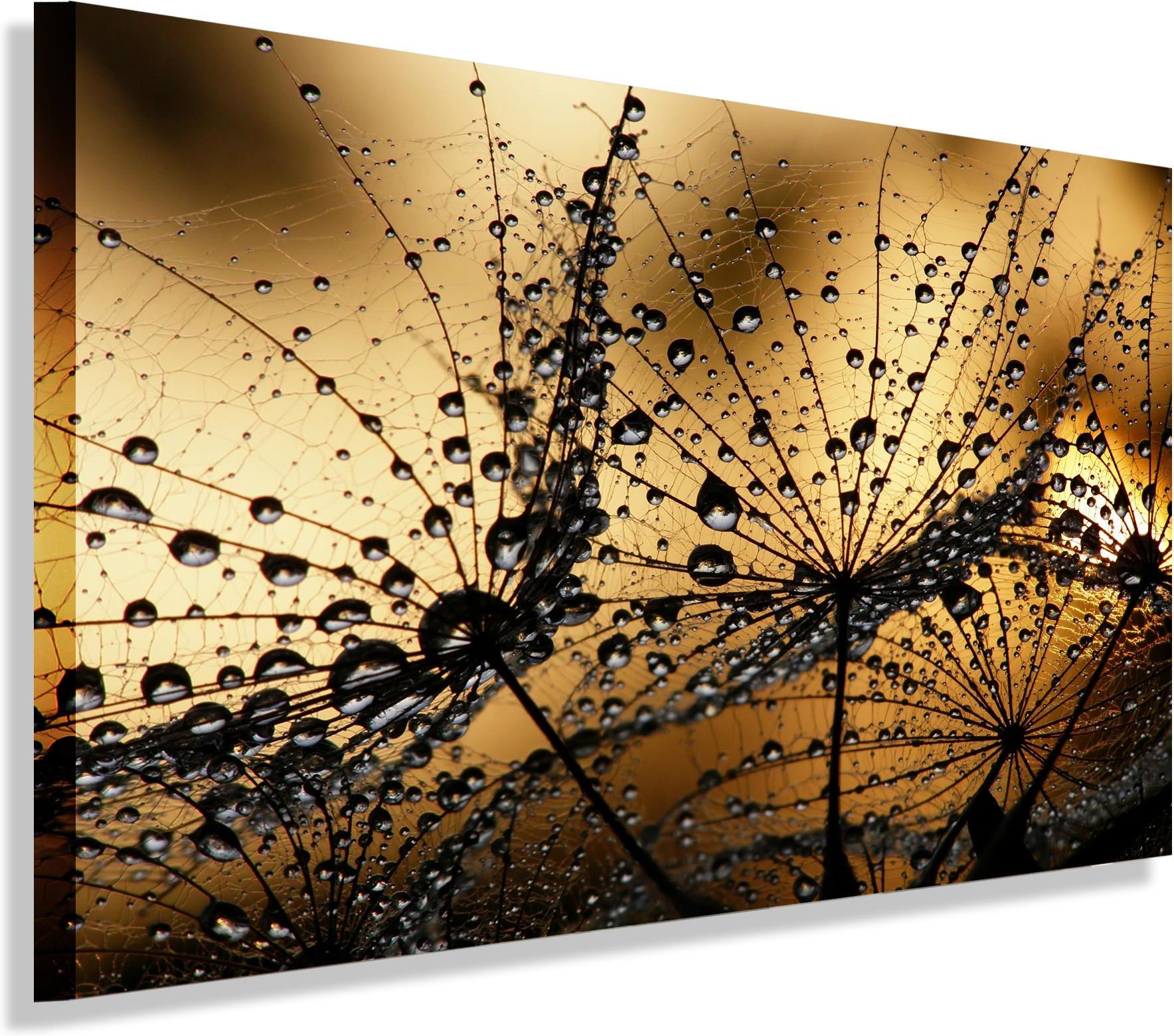 Decorator Obraz Dmuchawiec Dmuchawce Obrazy Canvas 70X50 - Opinie i ...