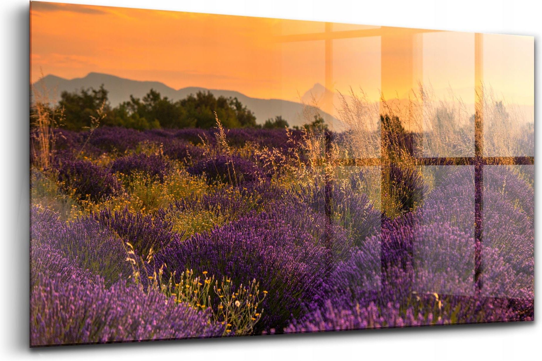 Wallfluent Obraz Łąka Lawendowa Prowansja Francja 140X70cm - Opinie i ...