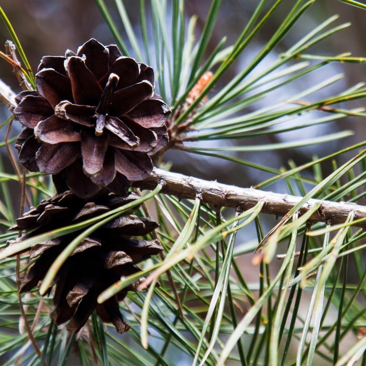 Nutt Orzechy Piniowe 1Kg Piniole Pinii Klasa A - Ceny i opinie - Ceneo.pl