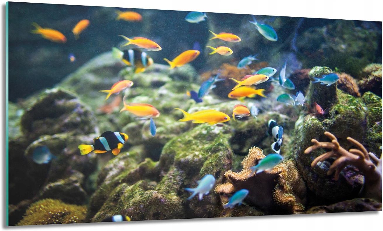 Artprintcave Ryby Rafa Koralowa Szklane Nowoczesne 100x60 - Opinie i ...