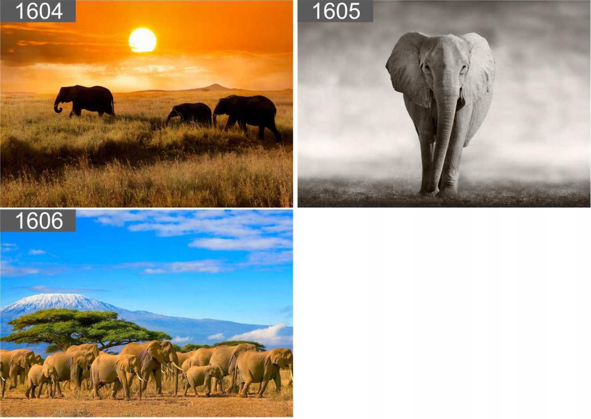 Eobraz Plakat Poster Koń Konie Munstang 70x50 Max Wybór - Opinie i ...