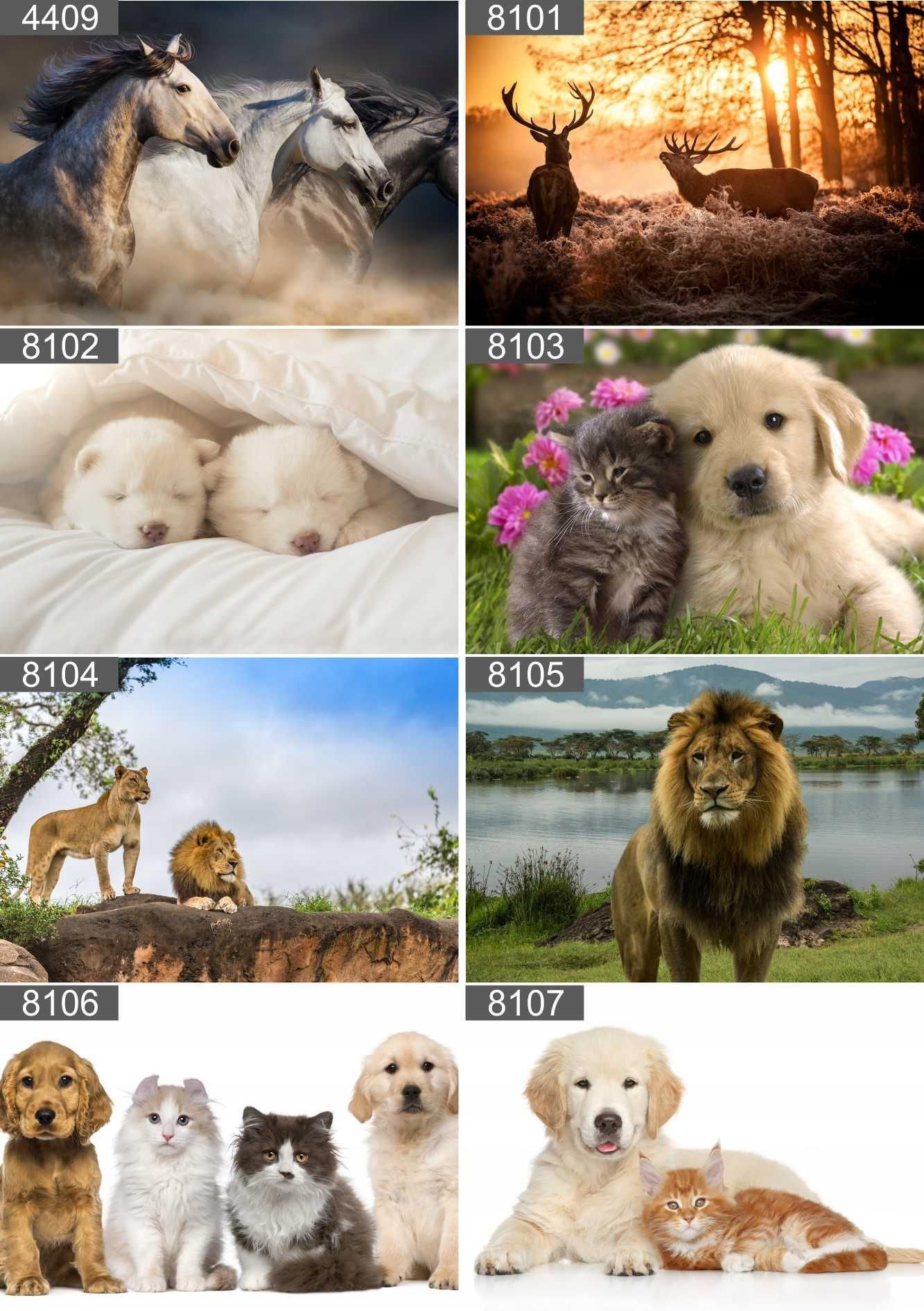 Eobraz Plakat Poster Koń Konie Munstang 70x50 Max Wybór - Opinie i ...