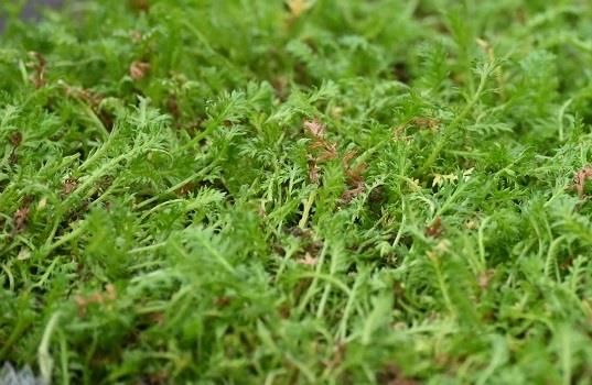 Leptinella nowozelandzka - Leptinella squalida - Ceny i opinie - Ceneo.pl