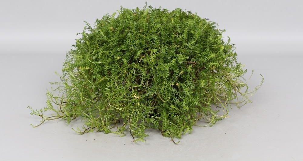 Leptinella nowozelandzka - Leptinella squalida - Ceny i opinie - Ceneo.pl