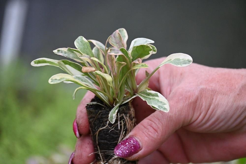 Dąbrówka Tenora Princess Nadia - Ajuga x tenorii - Ceny i opinie - Ceneo.pl