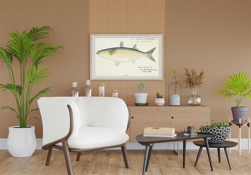 Galeria Plakatu Antique Fish Myxus Elongatus Sand Mullet F. E. Clarke ...