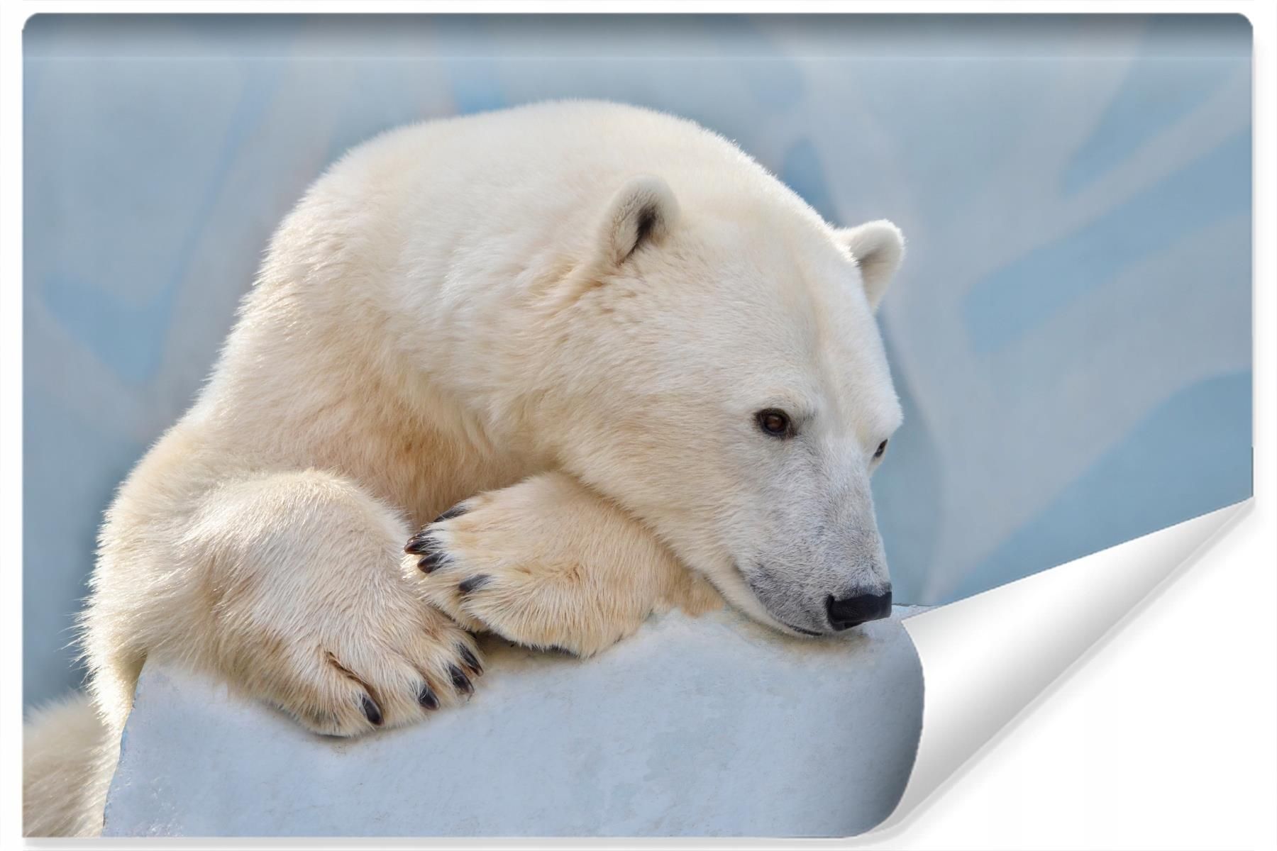 Fototapeta Niedźwiedź Polarny Natura Dekor 405x270 - Opinie i ceny na ...