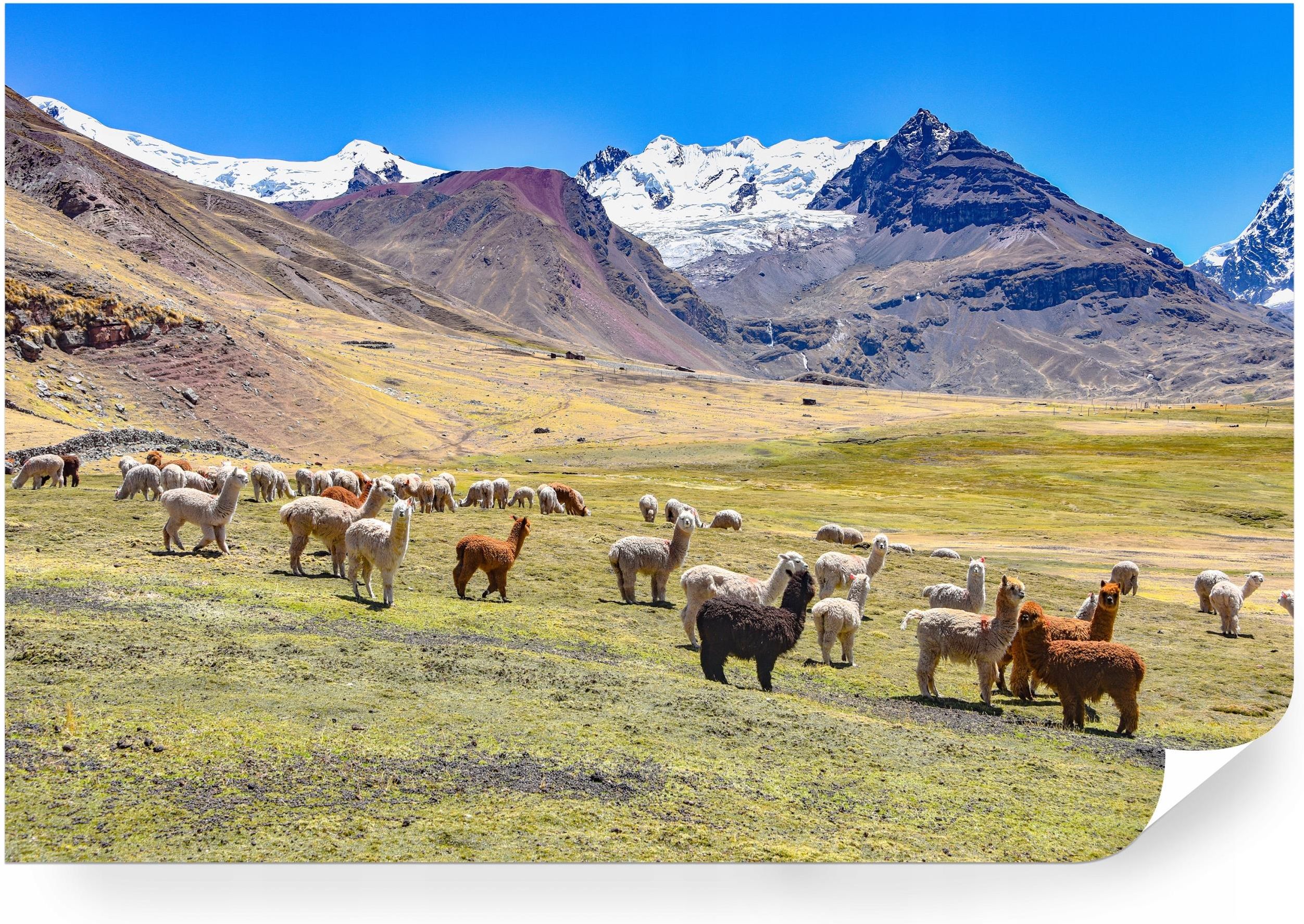 Fototapeta samoprzylepna Stado Alpak I Lam Na Tle Góry Peru 400 x 280 ...
