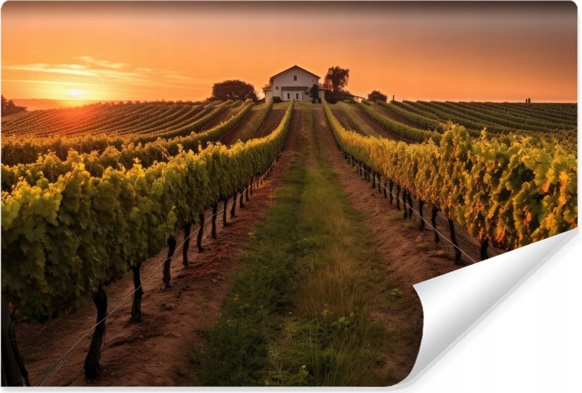 Prineo Fototapeta Do Jadani Krajobraz Pole Winnica Zachód Słońca Natura ...