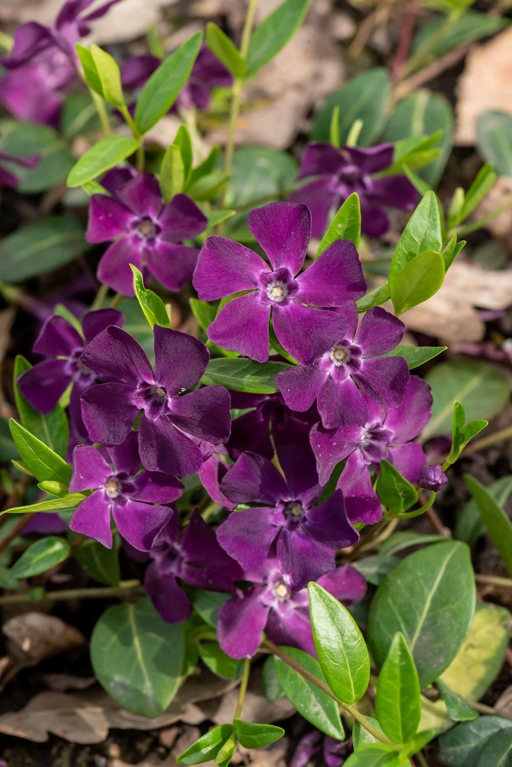 Barwinek Pospolity Atropurpurea Vinca Minor - Ceny i opinie - Ceneo.pl