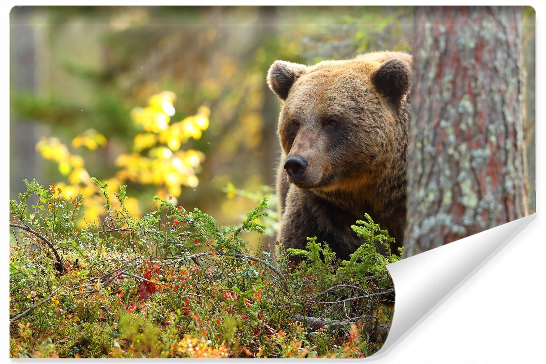 Wallepic Fototapeta Niedźwiedź Brunatny Drzewa Las 315X210 - Opinie i ...