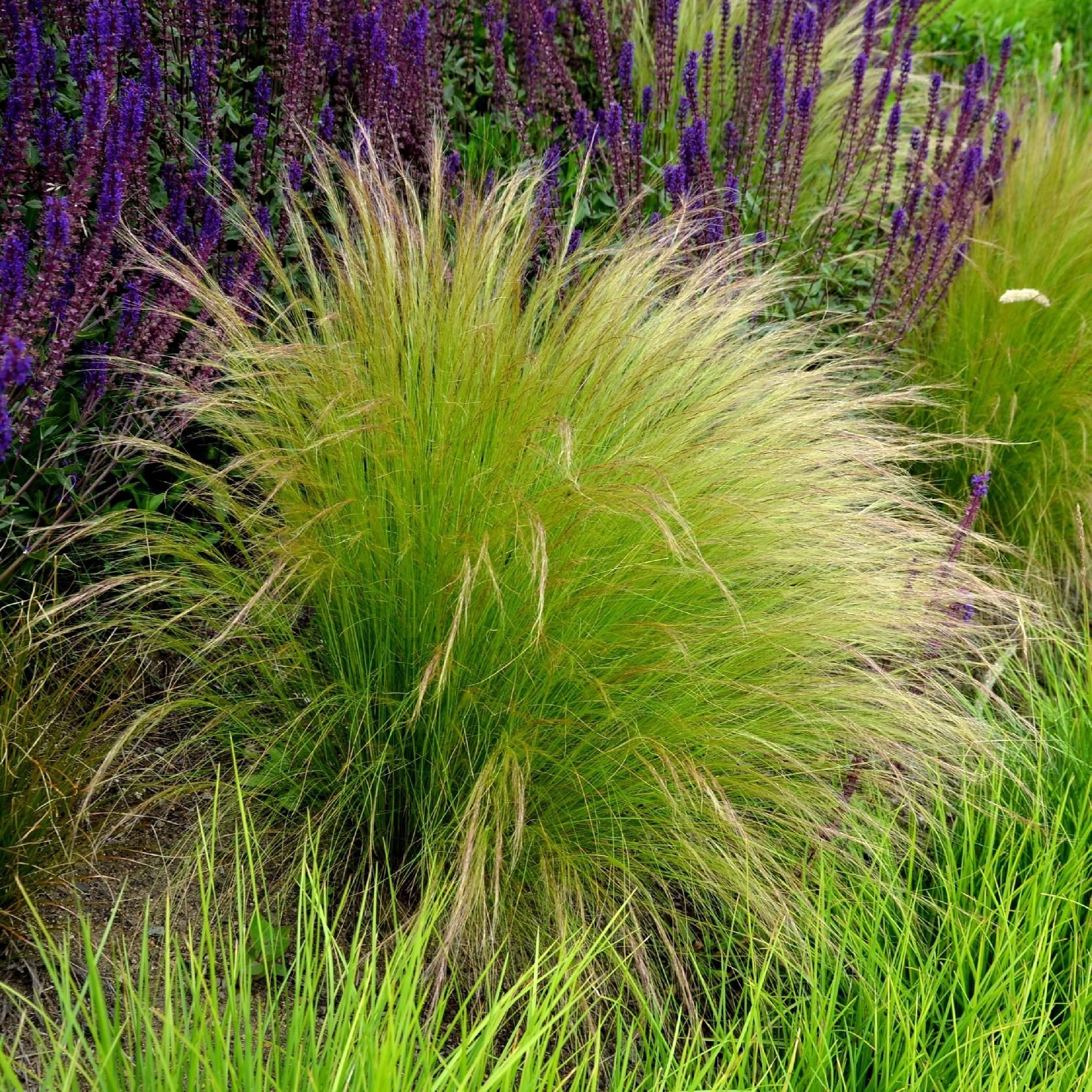 Ostnica Pony Tails Cieniutka, Stipa Tenuissima Trawa Ozdobna Sadzonki ...