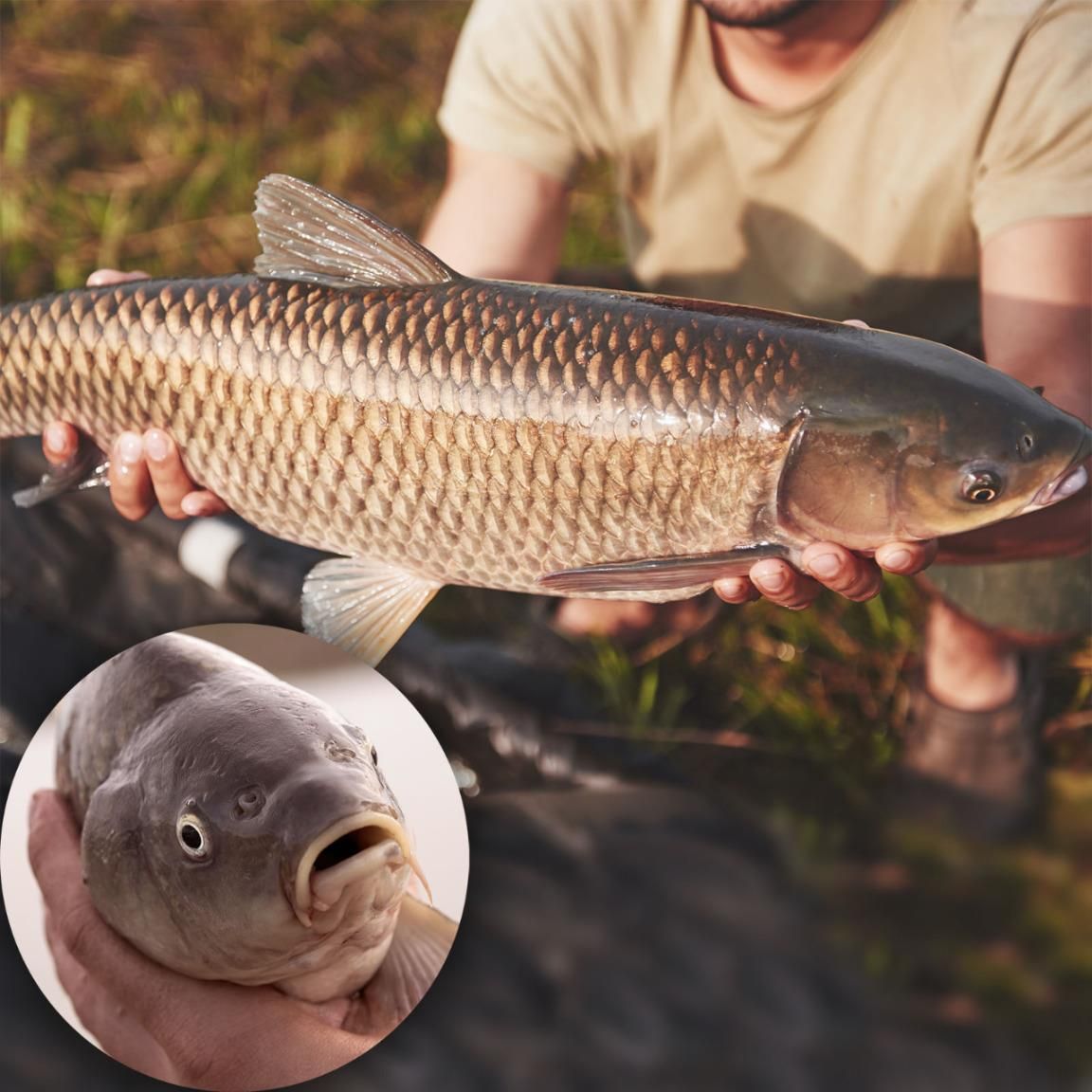 Karel Nikl Atraktor Zalewa Booster Liquid Scopex Squid 115ml Lum-X ...