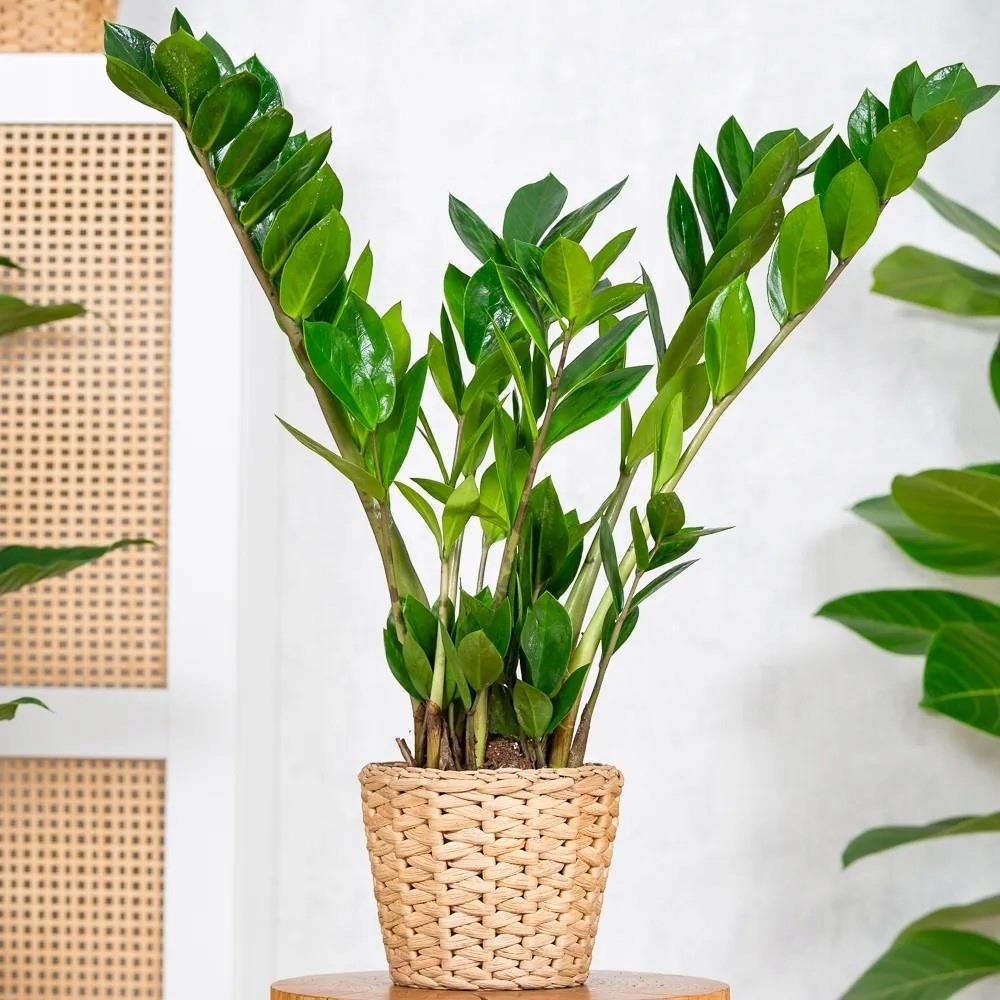 Zamioculcas Zamiifolia Duży Okaz -Żelazna Roślina Zamiokulkas ...