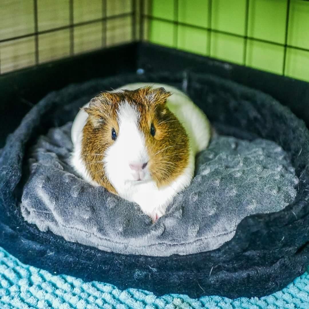 Świnkowe Love Sofa Dla Świnki Morskiej Legowisko Je Lubią - Ceny i ...