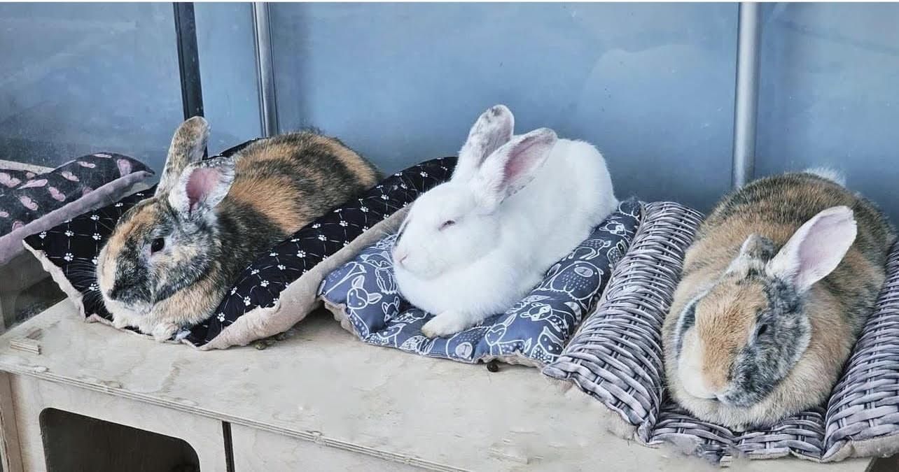 Legowisko Dla Królika S- Królicze Uszy Bunnycorner - Ceny i opinie ...