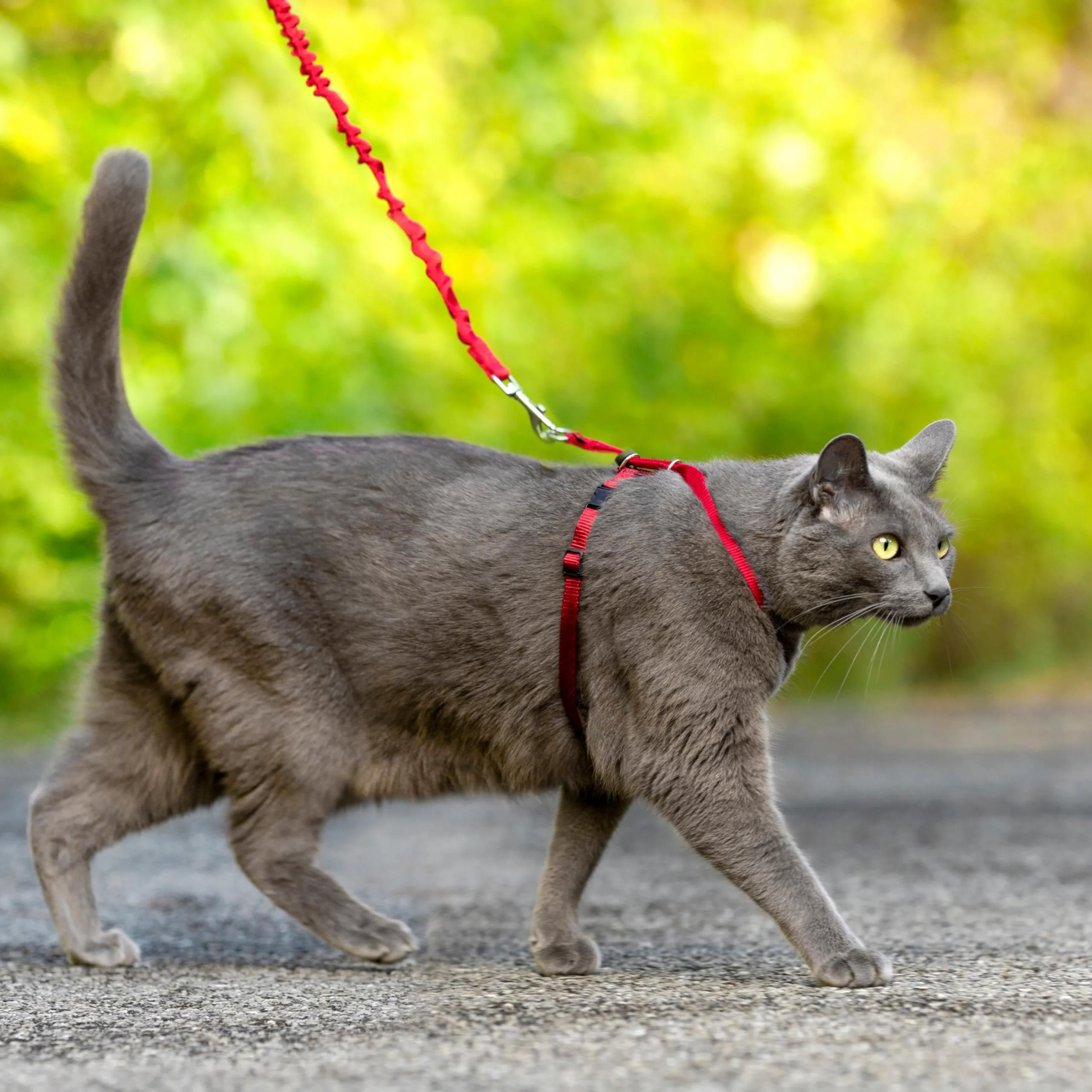 Petsafe Easy Walk Cat Red Szelki I Smycz Bungee Dla Kota Czerwone L ...