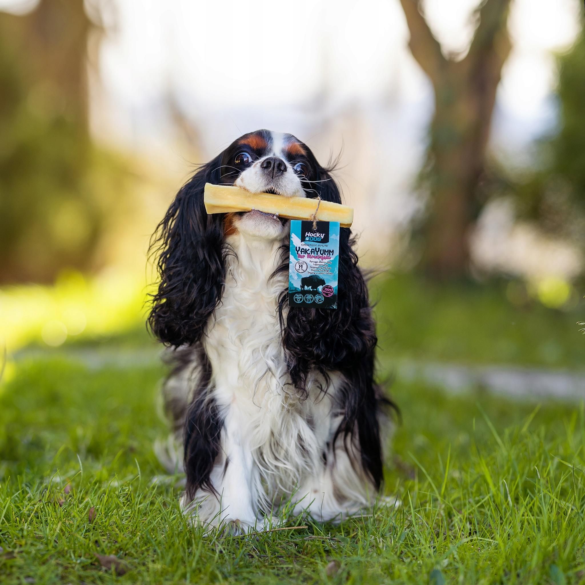 Karma Hocky Ser Himalajski Xxl Dog Naturalny Przysmak Gryzak Dla Psa 170-190G - Ceny i opinie ...