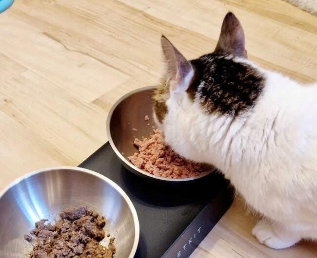 Karma Pet Republic Saszetka Karma Mokra Dla Kota Mięsno-Rybny Mix ...