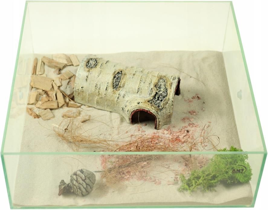 Antcenter Podłoża Zestaw Ozdób Do Formikarium Lub Terrarium Z Kryjówką Z Brzozy A12F58189 - Ceny ...