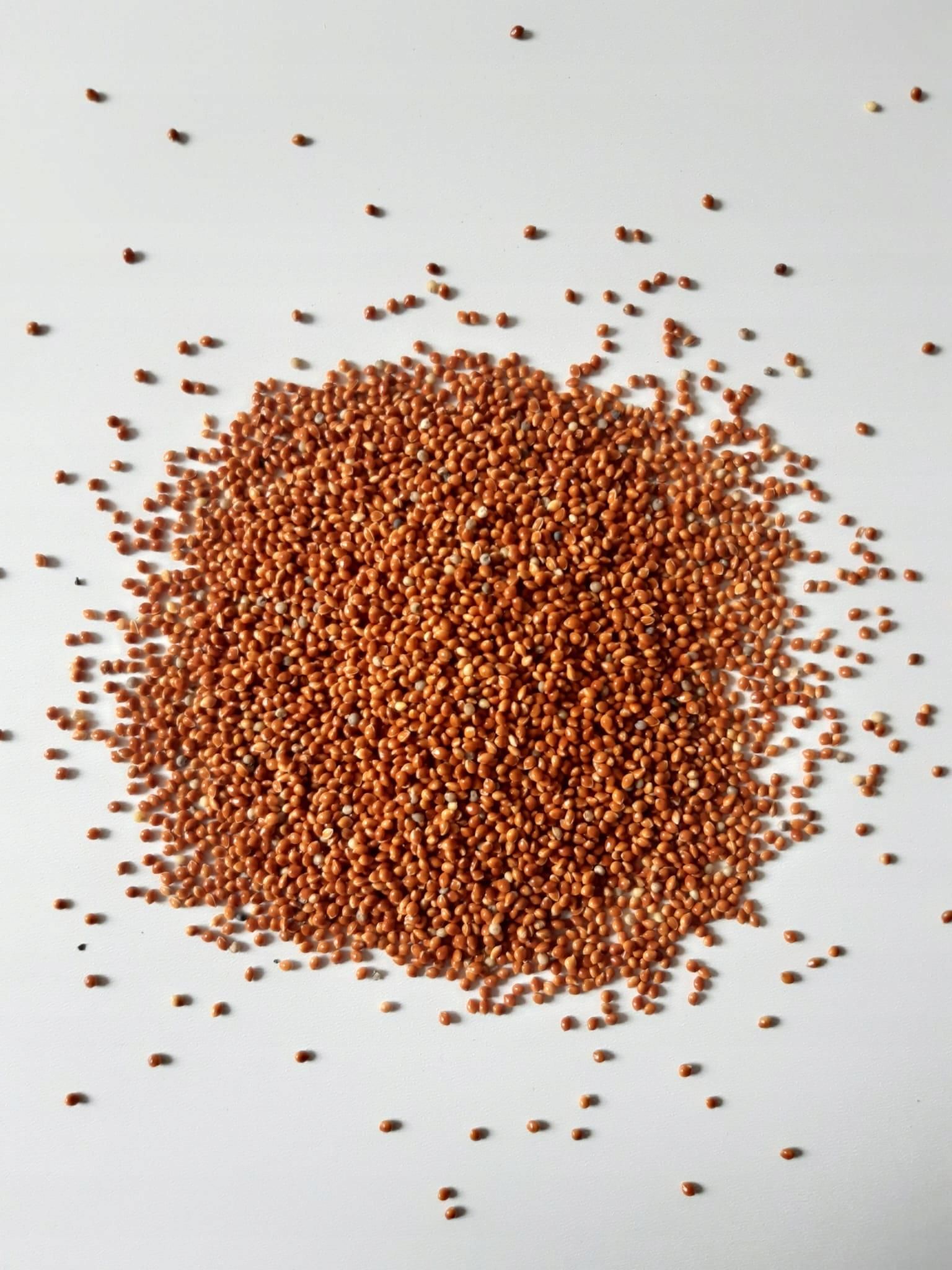 Proso Czerwone Karma Pokarm Dla Ptaków Papug Falistych Średnich 5kg ...
