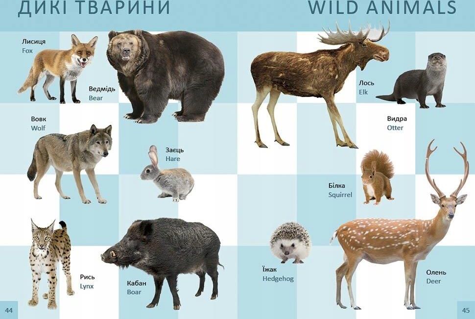 Перша книга малюка/Baby's first book - Ceny i opinie - Ceneo.pl