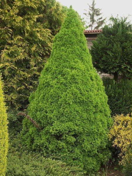 Picea Glauca 'December' Świerk Biały P9 - Ceny i opinie - Ceneo.pl