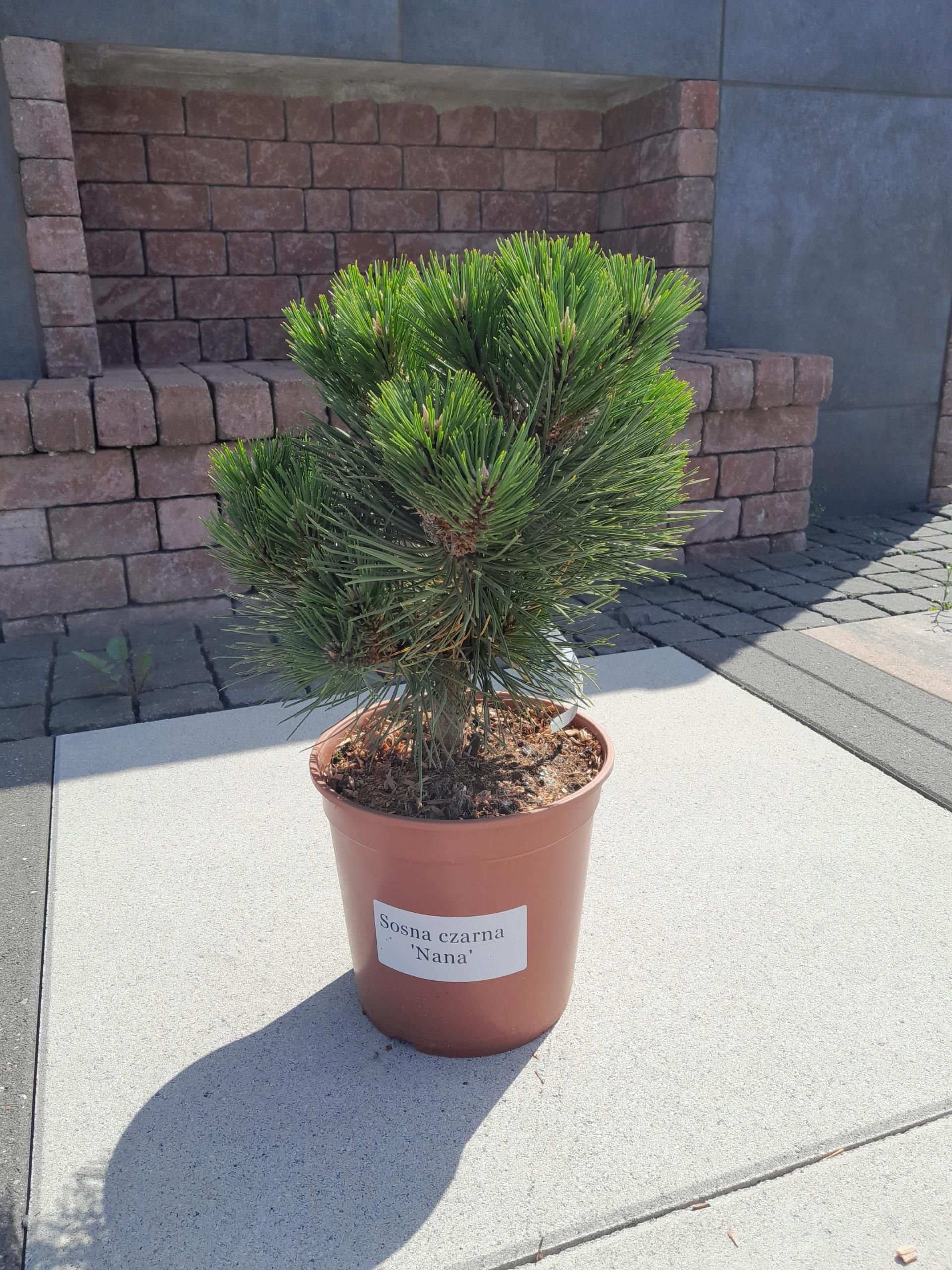 Pinus Nigra Cabanensis Nana Sosna C5 - Ceny i opinie - Ceneo.pl