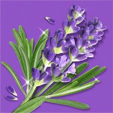 Procter Gamble Środek do czyszczenia - Opinie i atrakcyjne ceny na Ceneo.pl