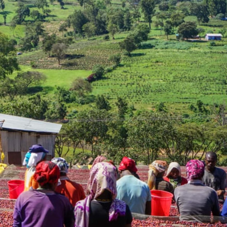 Kawa The Barn kawa ziarnista Etiopia Arsosala Reserve Washed Filter 250 ...