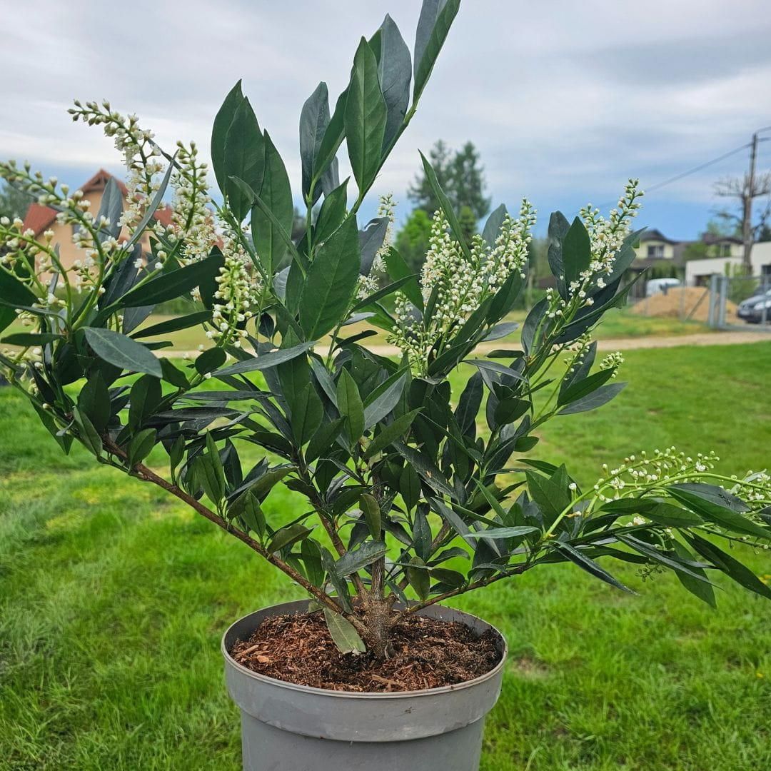 Laurowiśnia Wschodnia 'Otto Luyken' (Prunus Laurocerasus Luyken') 40 ...