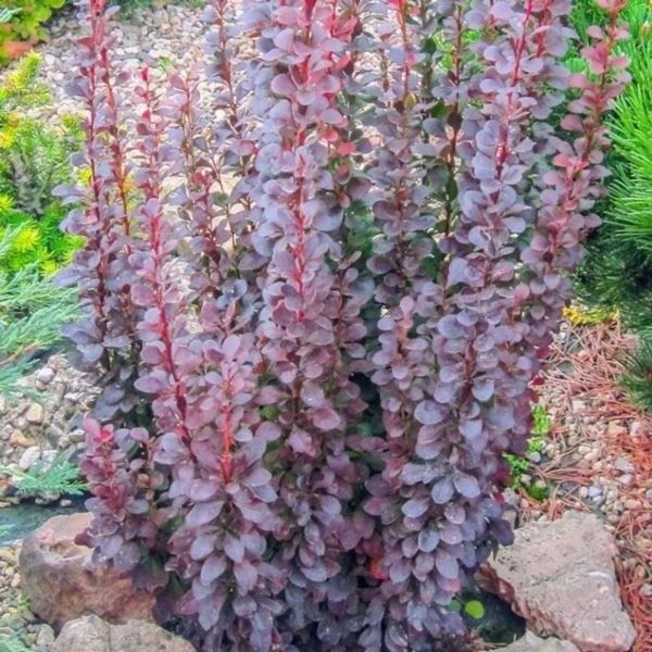 Berberis Thunbergii 'Dariusz' - Krzew Do Małych Ogrodów, Czerwone C2 ...