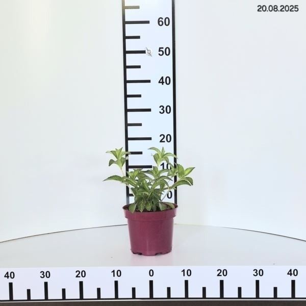 Hortensja Bukietowa 'Runaway Bride Snow White' Hydrangea P. - Białe ...