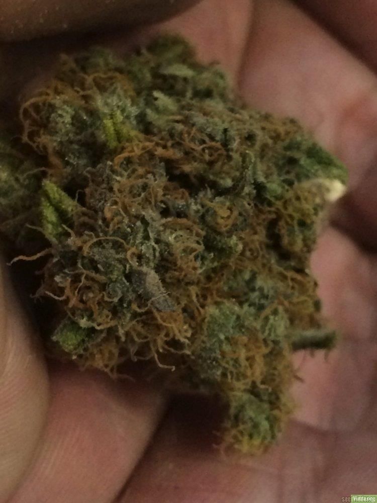 Royal Queen Seeds Haze Berry - Feminizowane 5Ks - Ceny i opinie - Ceneo.pl