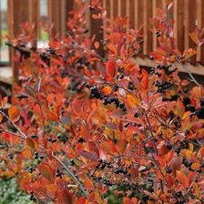 Aronia melanocarpa Hugin C1.5 - Ceny i opinie - Ceneo.pl