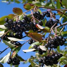 Aronia melanocarpa Hugin C1.5 - Ceny i opinie - Ceneo.pl