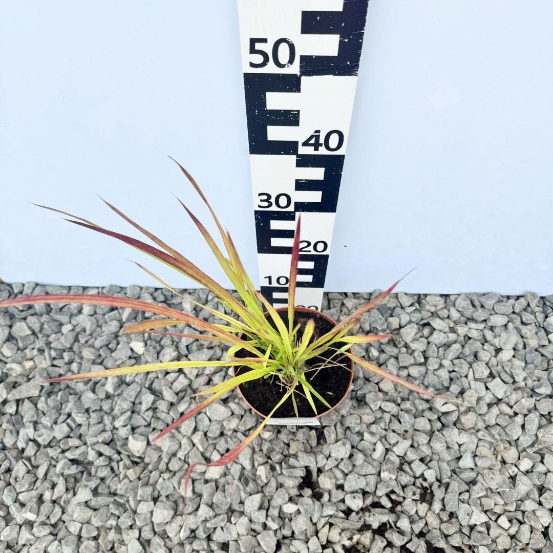 Szkółka Drzew I Krzewów Krzewy.Eu Imperata Cylindryczna 'Red Baron' 2L ...