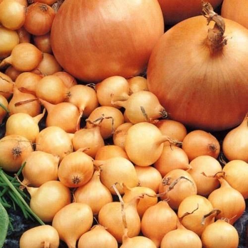 Cebula Dymka Stuttgarter Do Sadzenia 500G - Ceny i opinie - Ceneo.pl