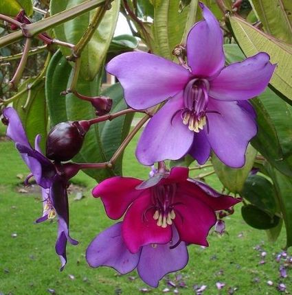 Hurtpol Nasiona Meriania Splendens B. Duże, Efektowne, Różowo-Purpurowe ...