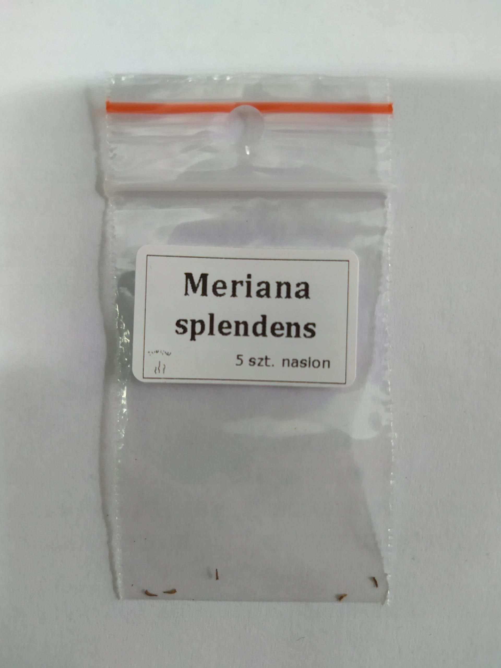 Hurtpol Nasiona Meriania Splendens B. Duże, Efektowne, Różowo-Purpurowe ...