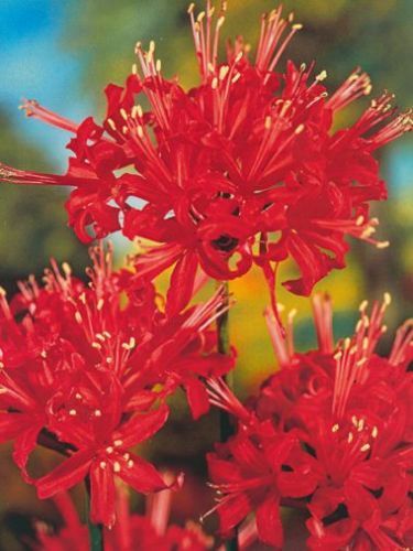 Likoris (Lycoris) Radiata - Ceny i opinie - Ceneo.pl