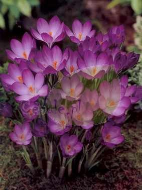 Krokus Ruby Giant - Ceny i opinie - Ceneo.pl